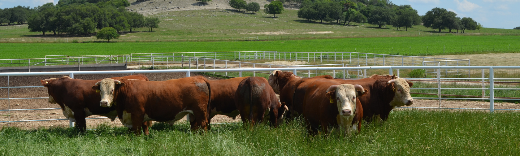 Lazy J Ranch Willow Cattle Headquarters Pullover Hoodie - Pink – Lazy J ...